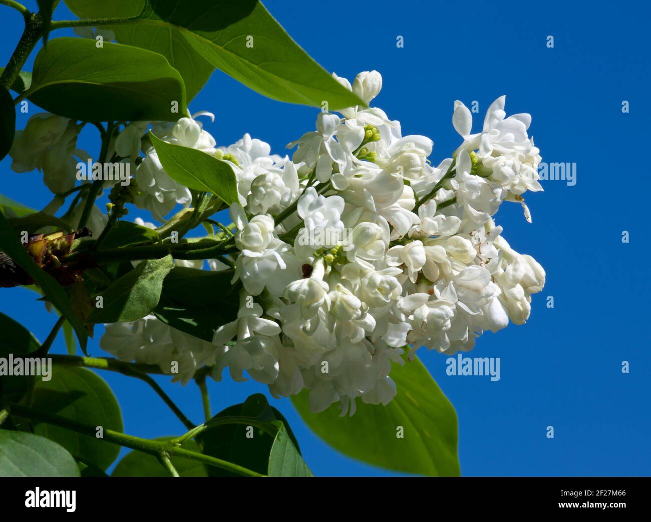 White flower Syringa Stock Photo - Alamy