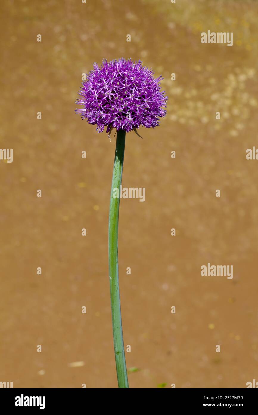 Red allium hi-res stock photography and images - Alamy