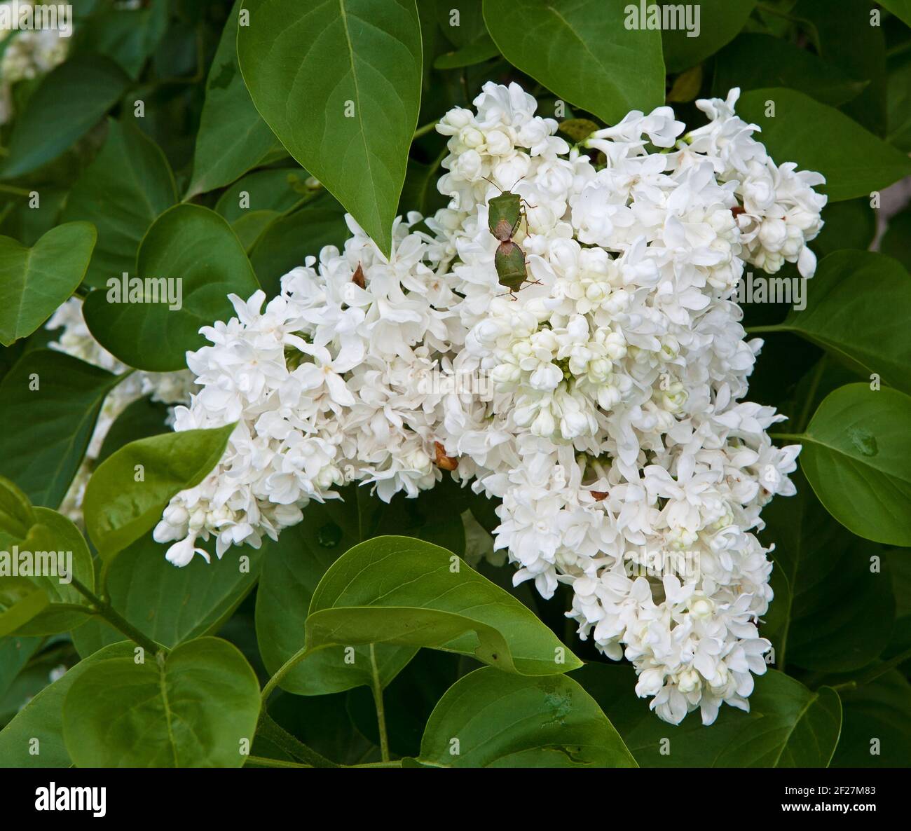 White flower Syringa Stock Photo - Alamy