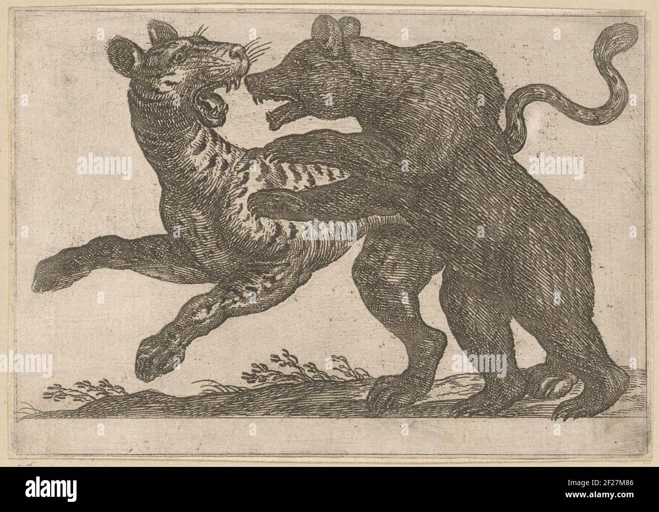 Tiger fighting bear hi-res stock photography and images - Alamy