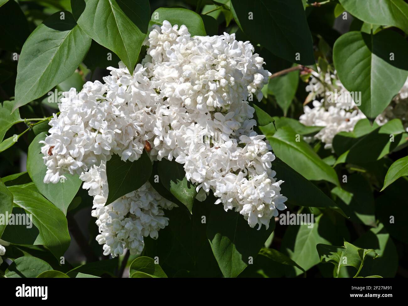 White flower Syringa Stock Photo - Alamy