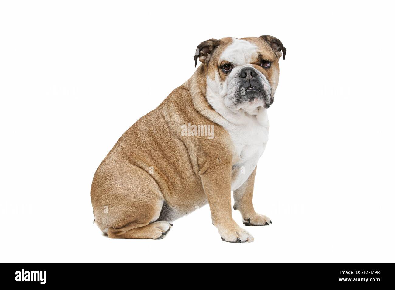 English bulldog white background Cut Out Stock Images & Pictures - Alamy