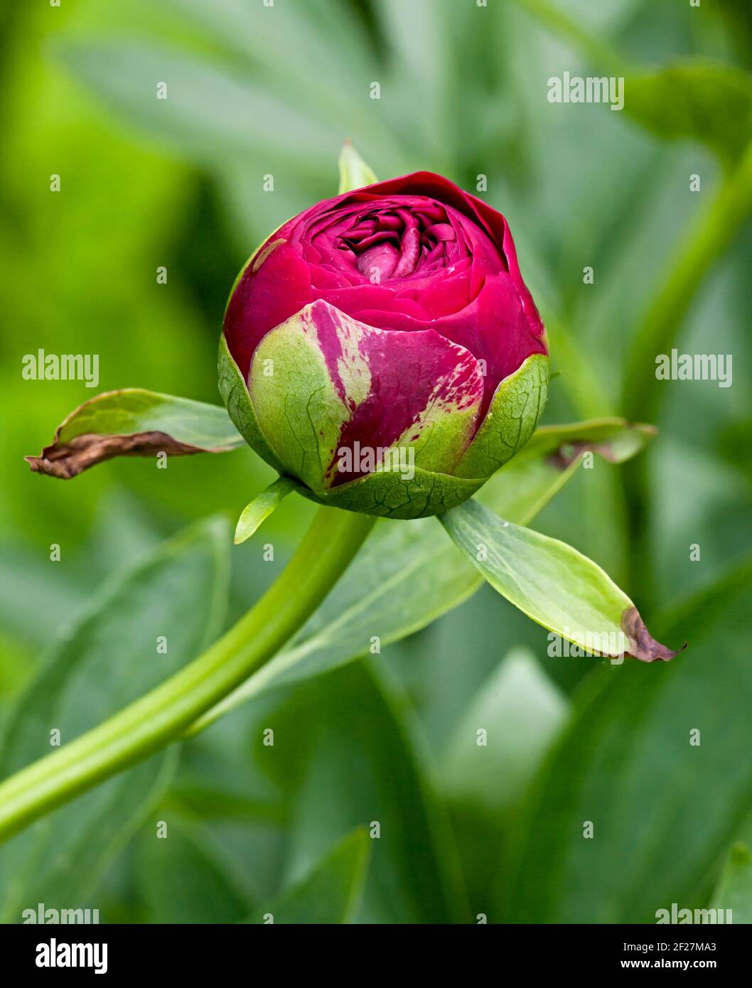 Peony meadow hi-res stock photography and images - Alamy