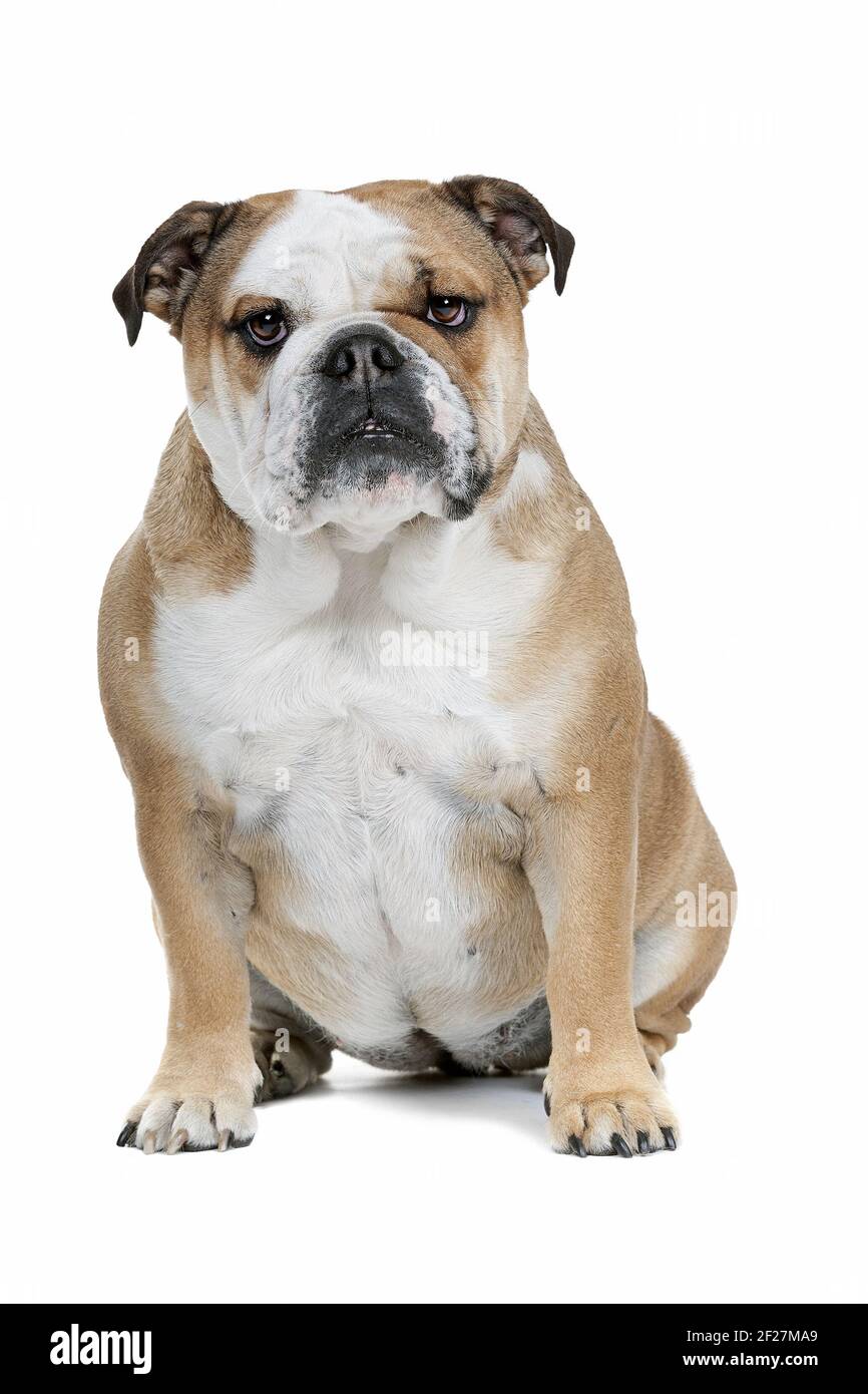 Bulldog camera hi-res stock photography and images - Alamy
