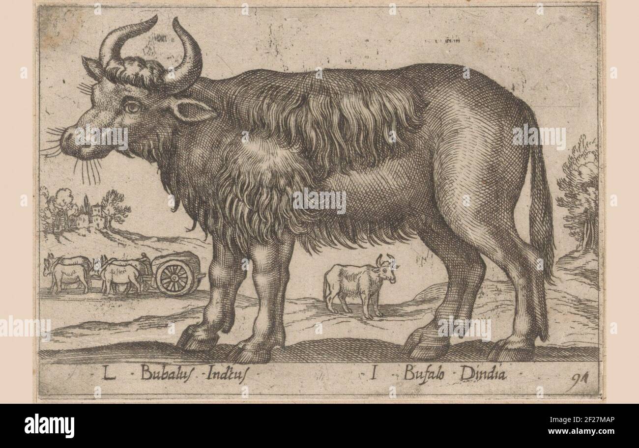 Buffalo; L Bubalus Indicus / I Bufola Dindia; Animals and fabulous ...