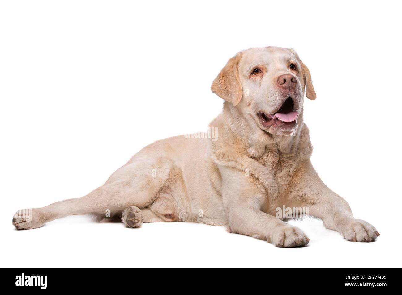 Beige Labrador dog Stock Photo - Alamy