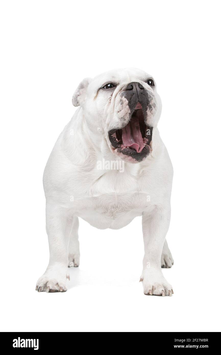 Bulldog yawning hi-res stock photography and images - Alamy