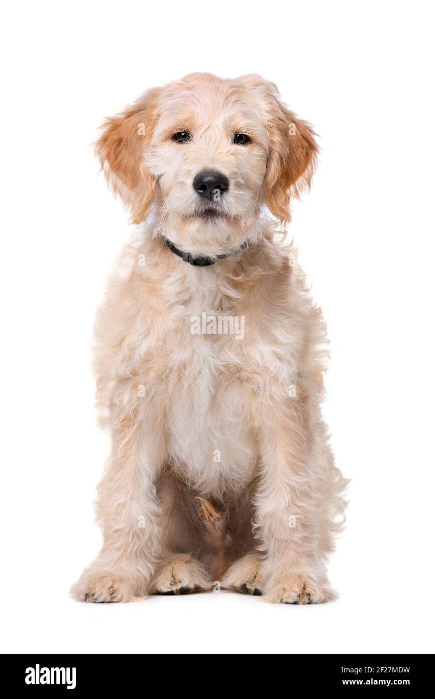 Australian Labradoodle Puppy High Resolution Stock Photography and ...
