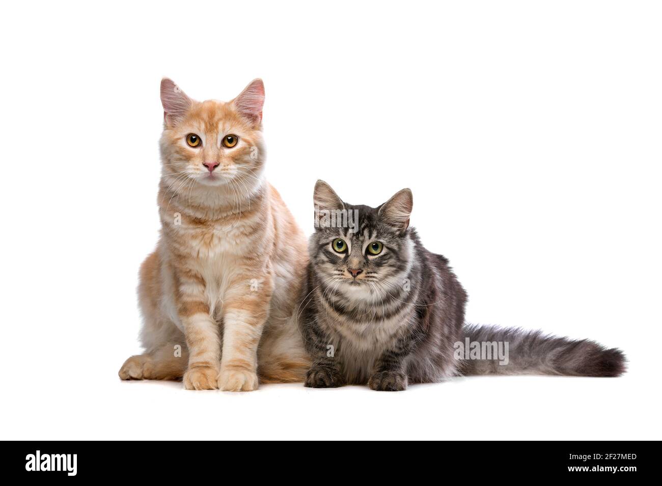 Maine Coone and Norwegian Forest cat Stock Photo - Alamy