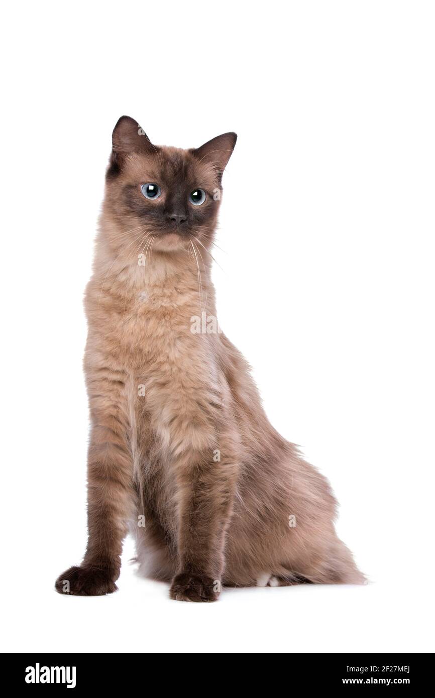 Brown Ragdoll cat Stock Photo - Alamy