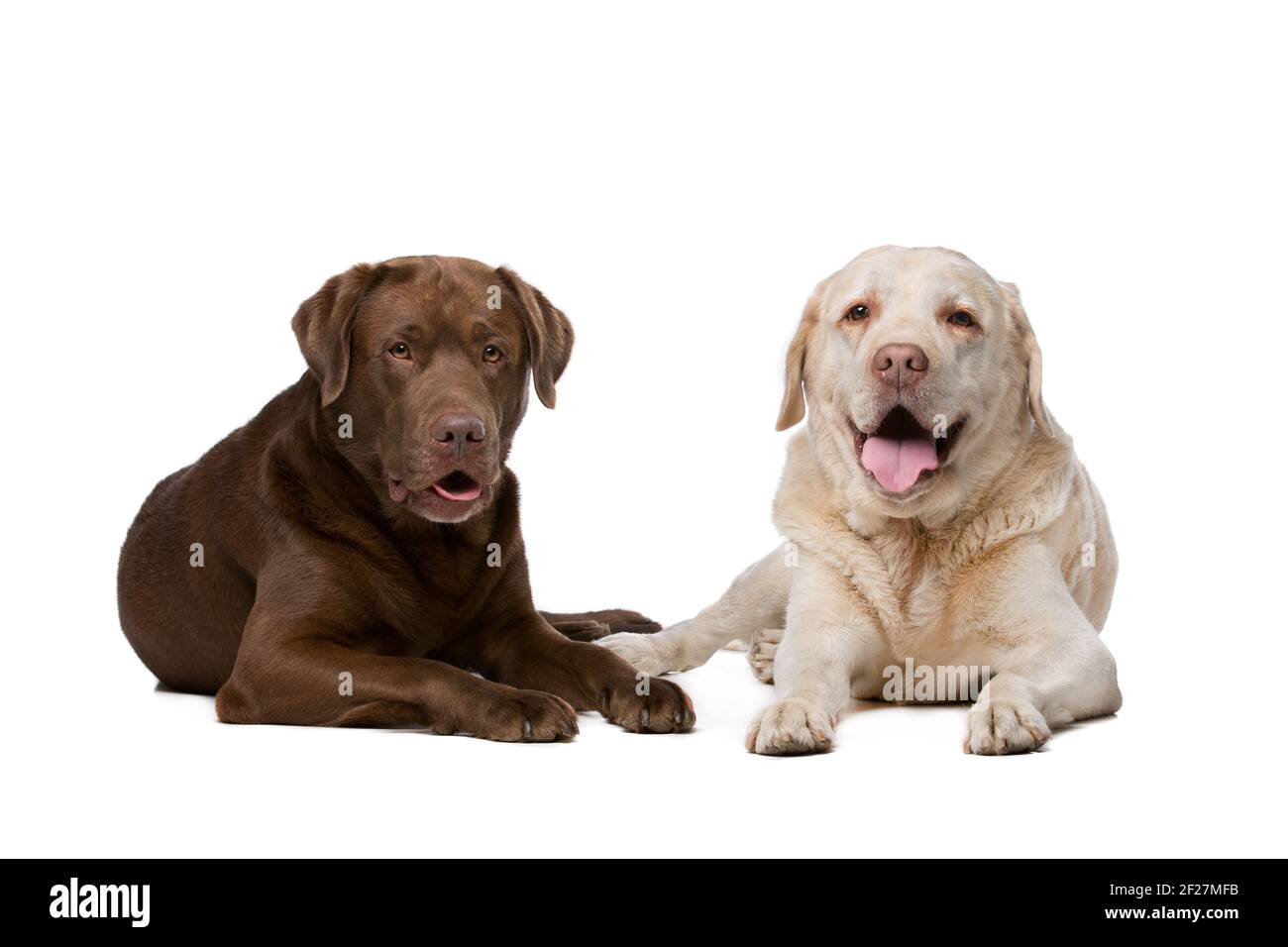 Two Labrador dogs Stock Photo - Alamy