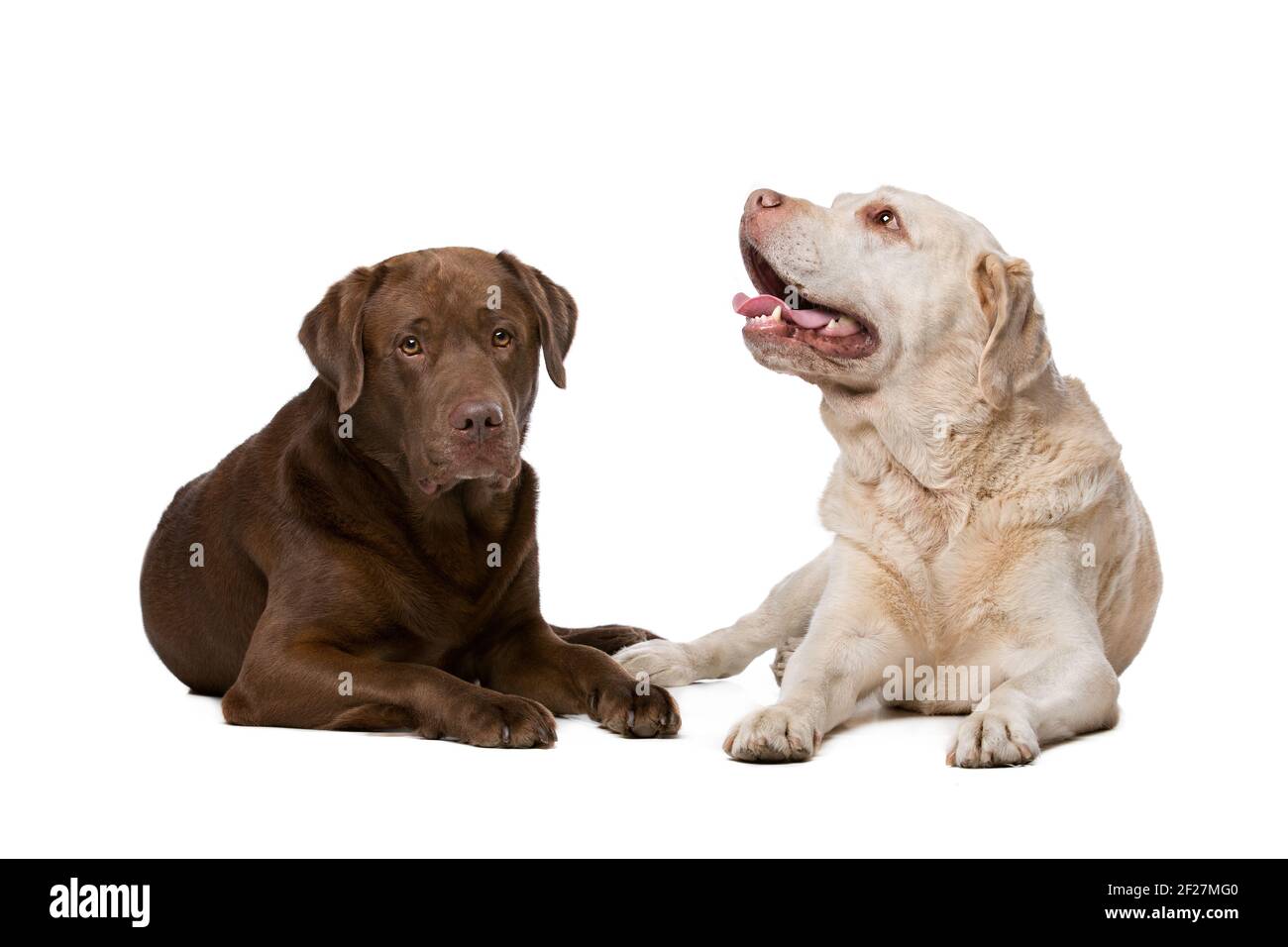 Two Labrador dogs Stock Photo - Alamy