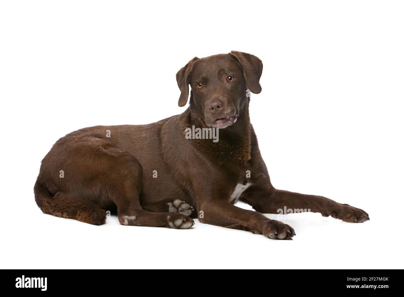 Chocolate labrador white background hi-res stock photography and images ...
