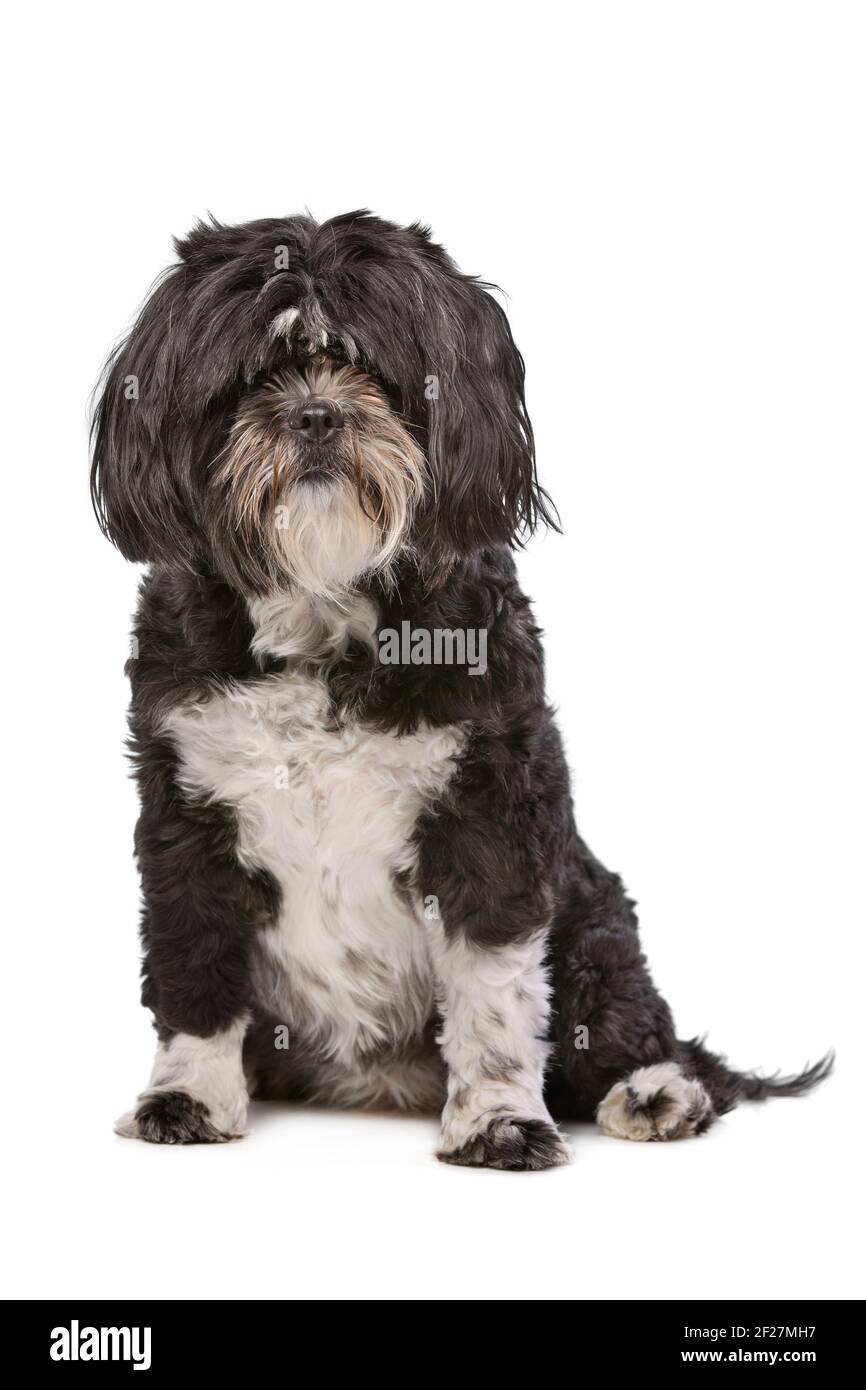 Fluffy dog studio hi-res stock photography and images - Alamy