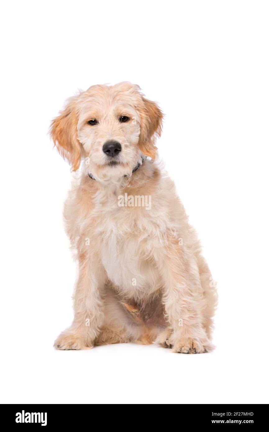 Beige Labradoodle dog Stock Photo - Alamy