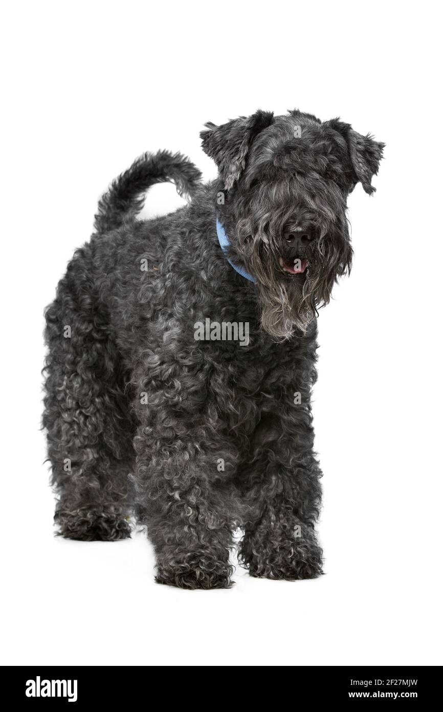 Kerry blue Cut Out Stock Images & Pictures - Alamy