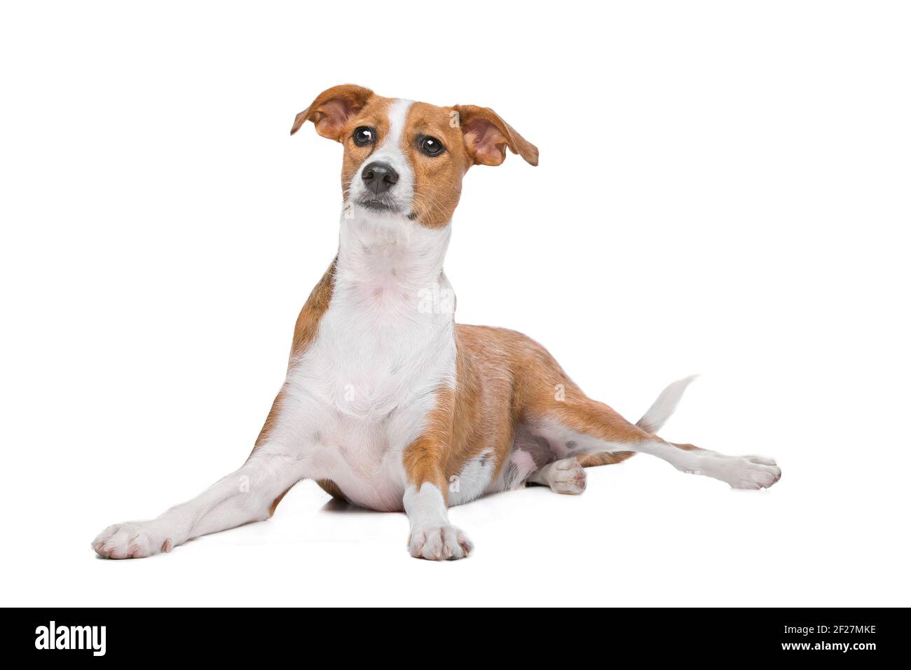 Podenco Mixed Breed High Resolution Stock Photography and Images - Alamy