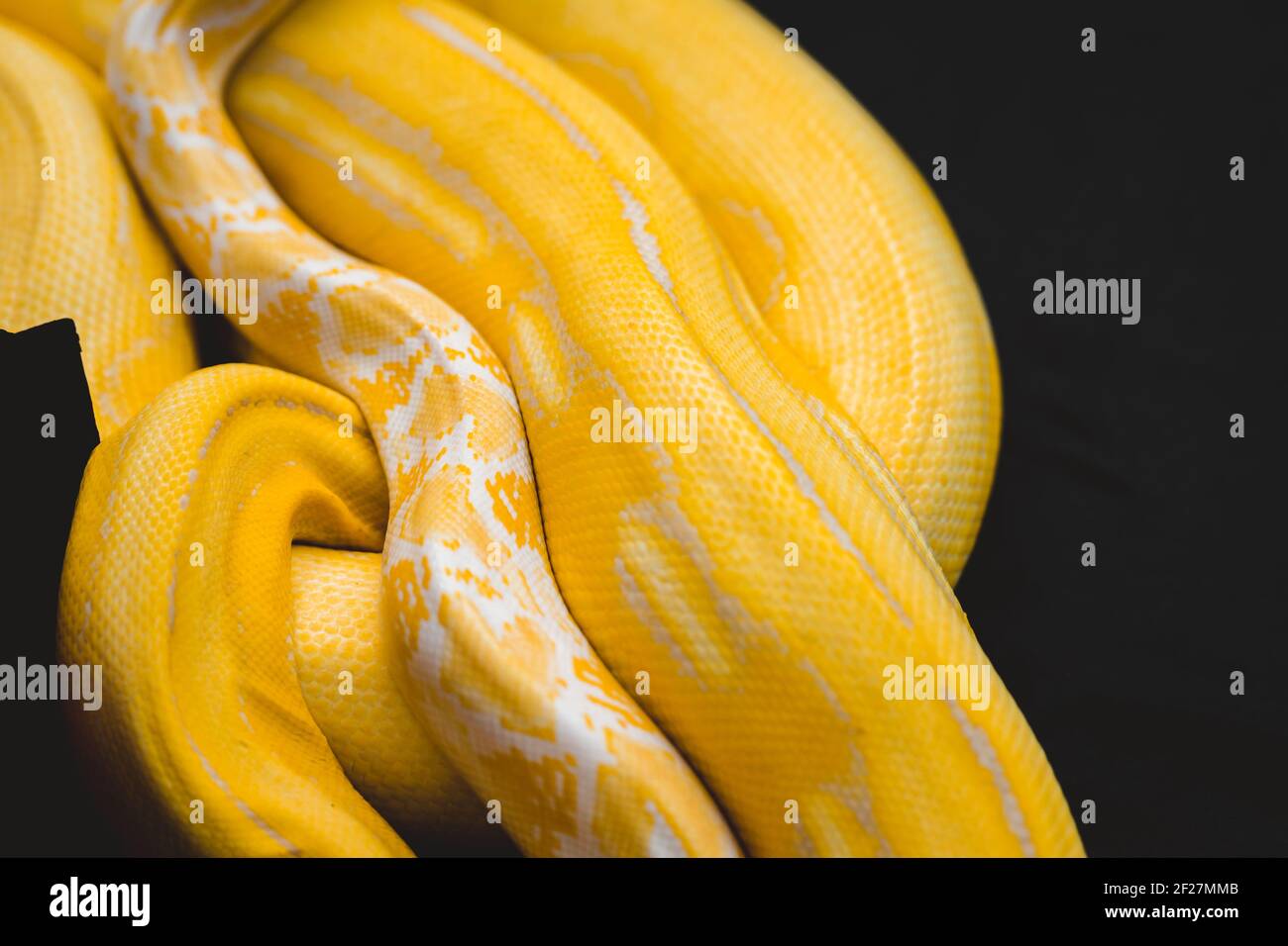 The yellow python is placed on the table during the reptile exhibition ...