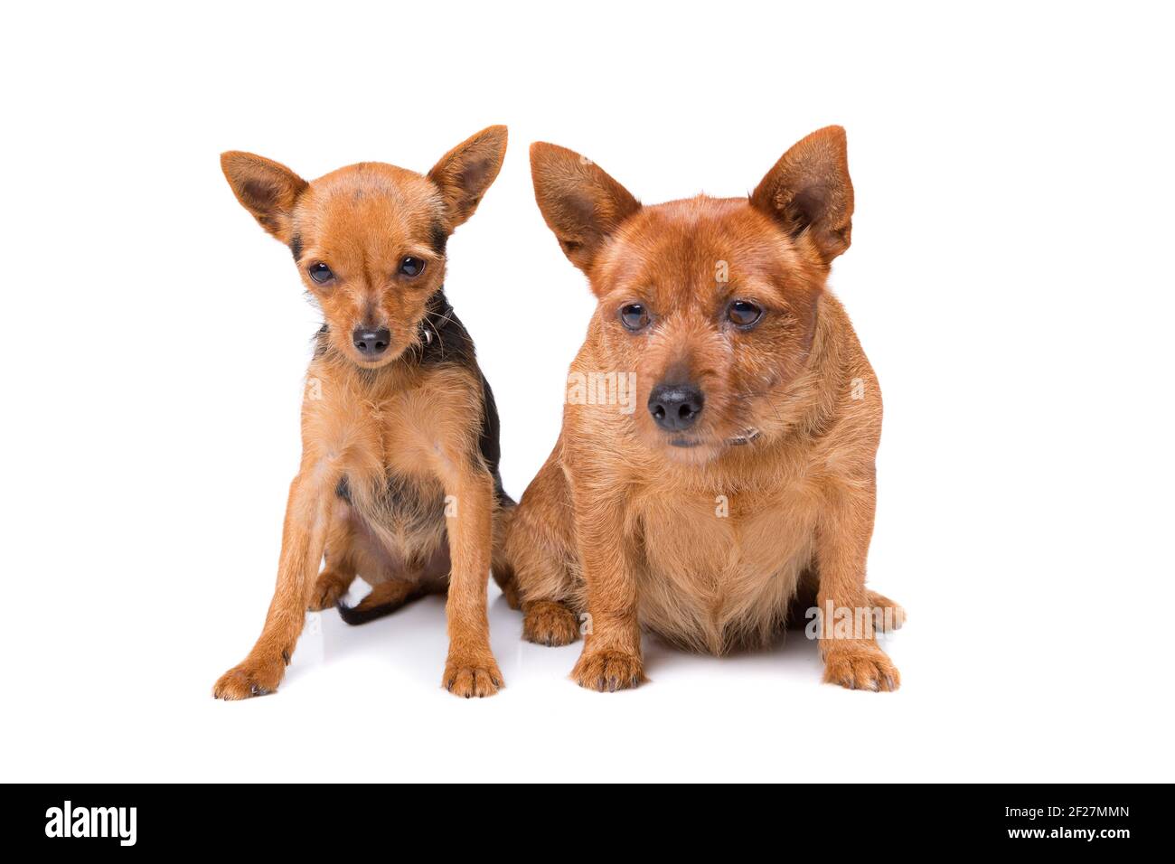 Old animals young hi-res stock photography and images - Alamy
