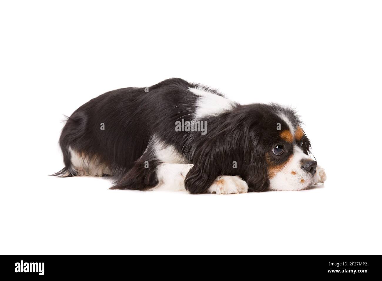 Cavalier king charles spaniël Cut Out Stock Images & Pictures - Alamy