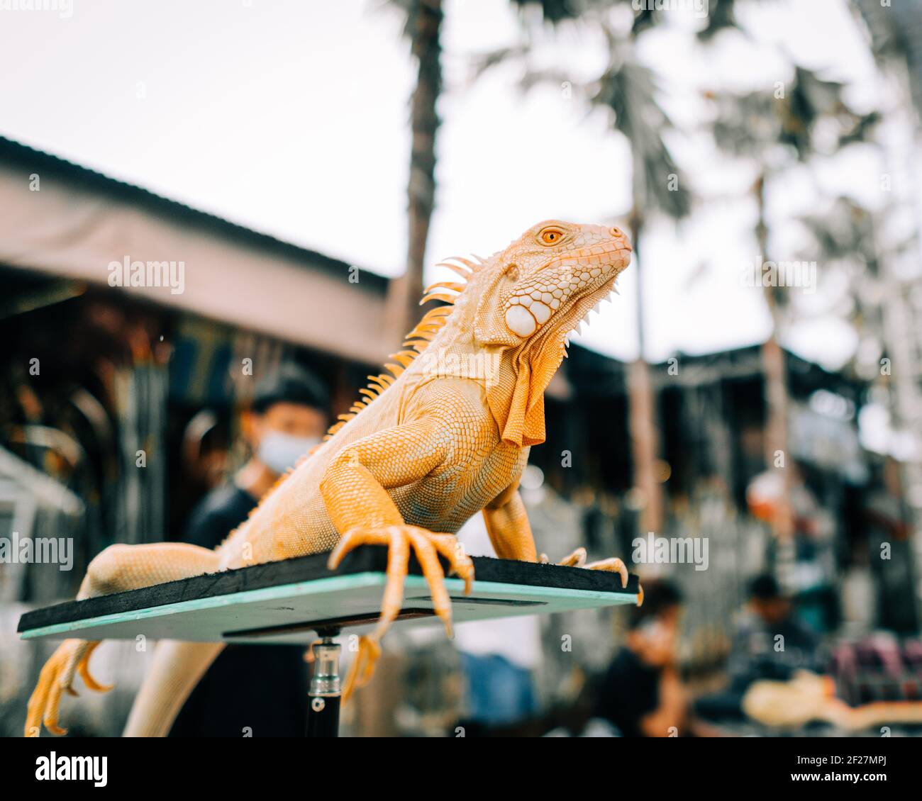 A yellow iguana settles in its place during the reptile exhibition ...