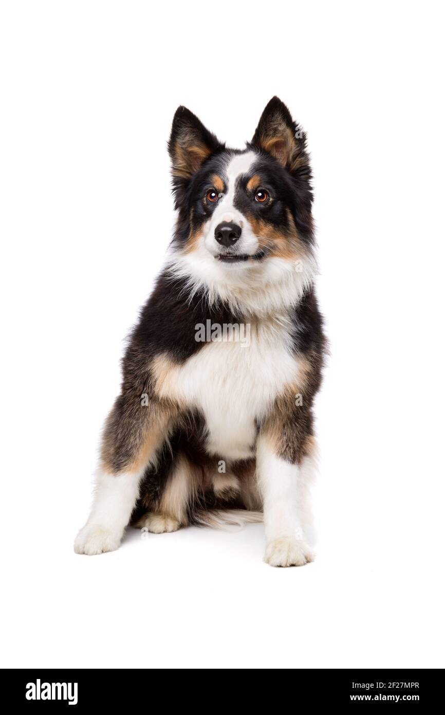 Collie Cut Out Stock Images & Pictures - Alamy