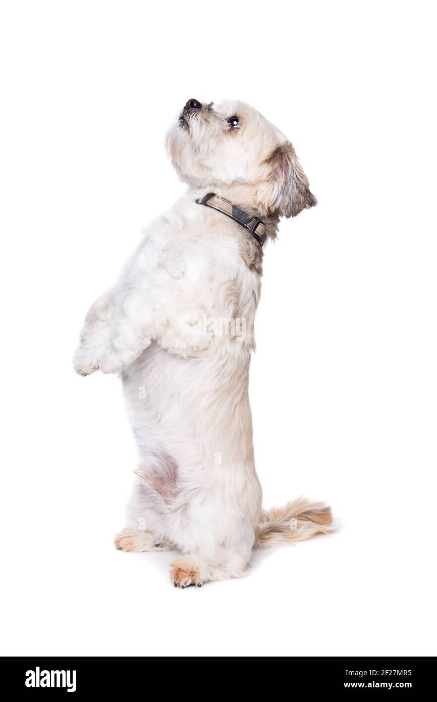 Dog paws on white Cut Out Stock Images & Pictures - Alamy