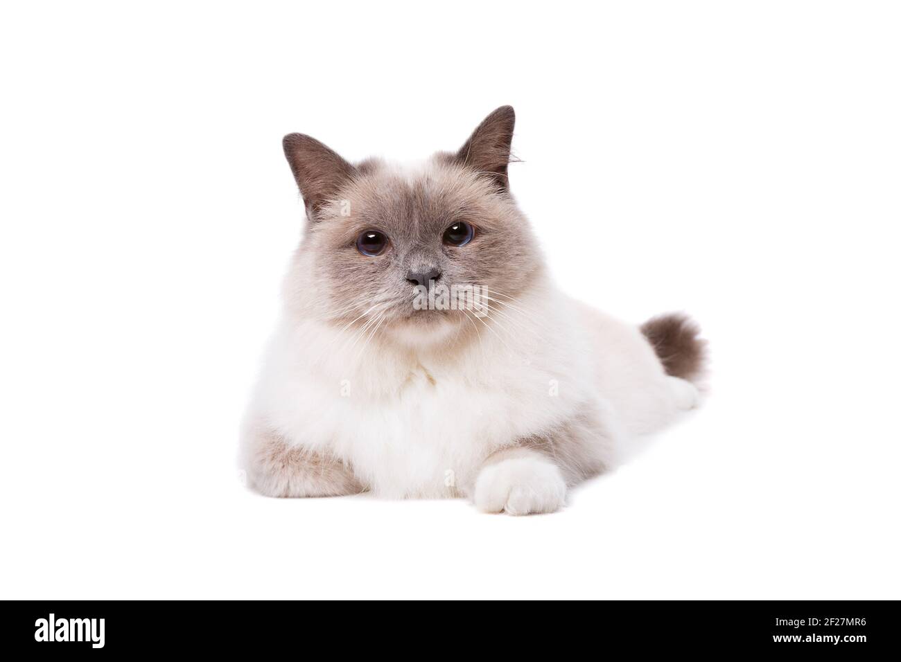 Birman cat with blue eyes Stock Photo - Alamy