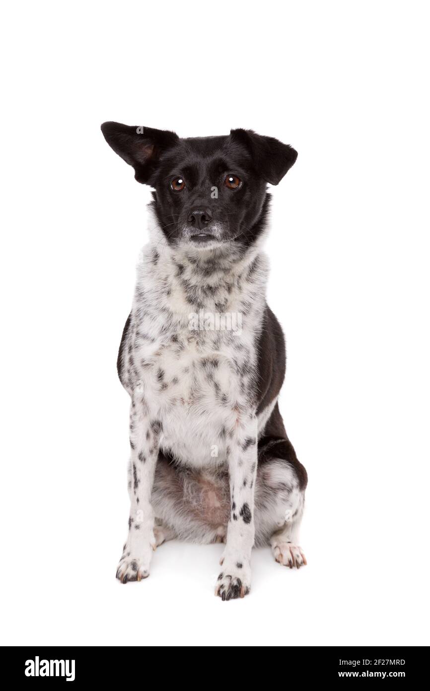 Black And White Mutt Dog