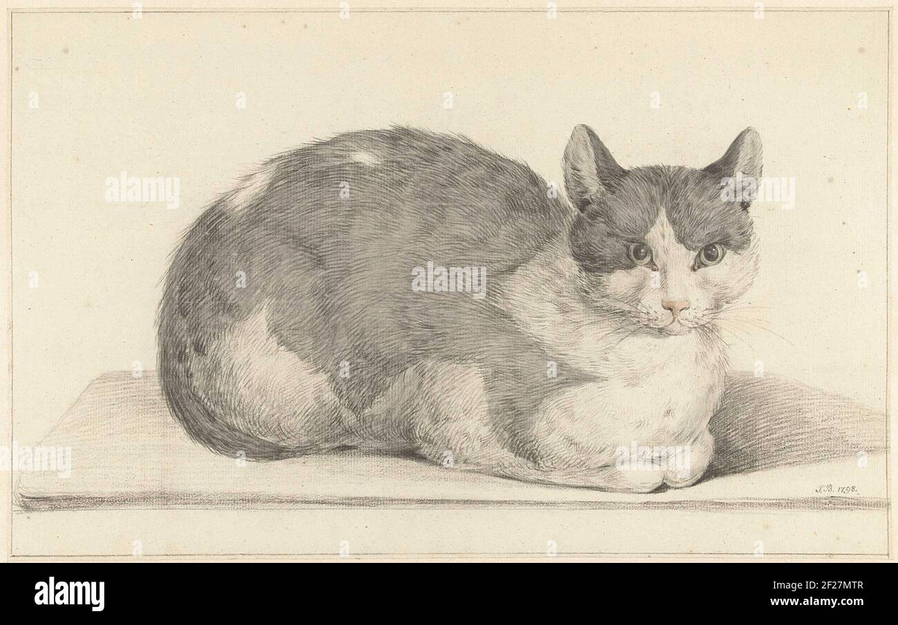 Sitting cat, right Stock Photo - Alamy