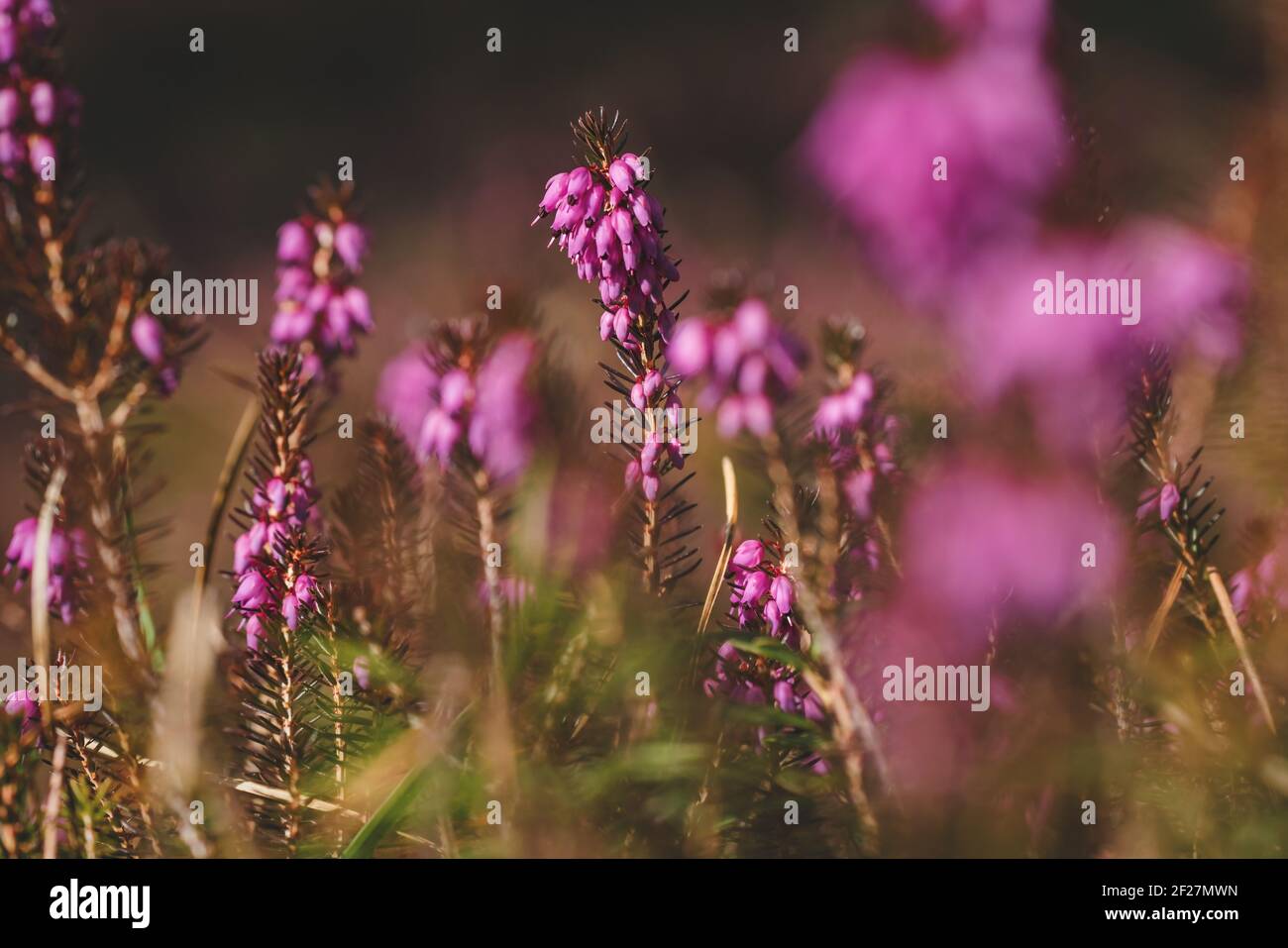 Winter heath, Erica carnea, with bright pink blossoms on sunlit forest ...
