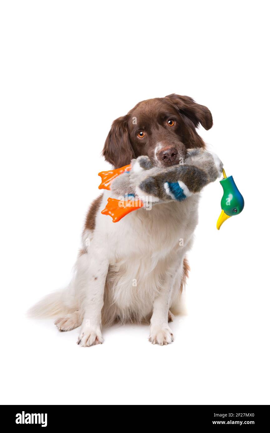 Sitting partridge dog hi-res stock photography and images - Alamy