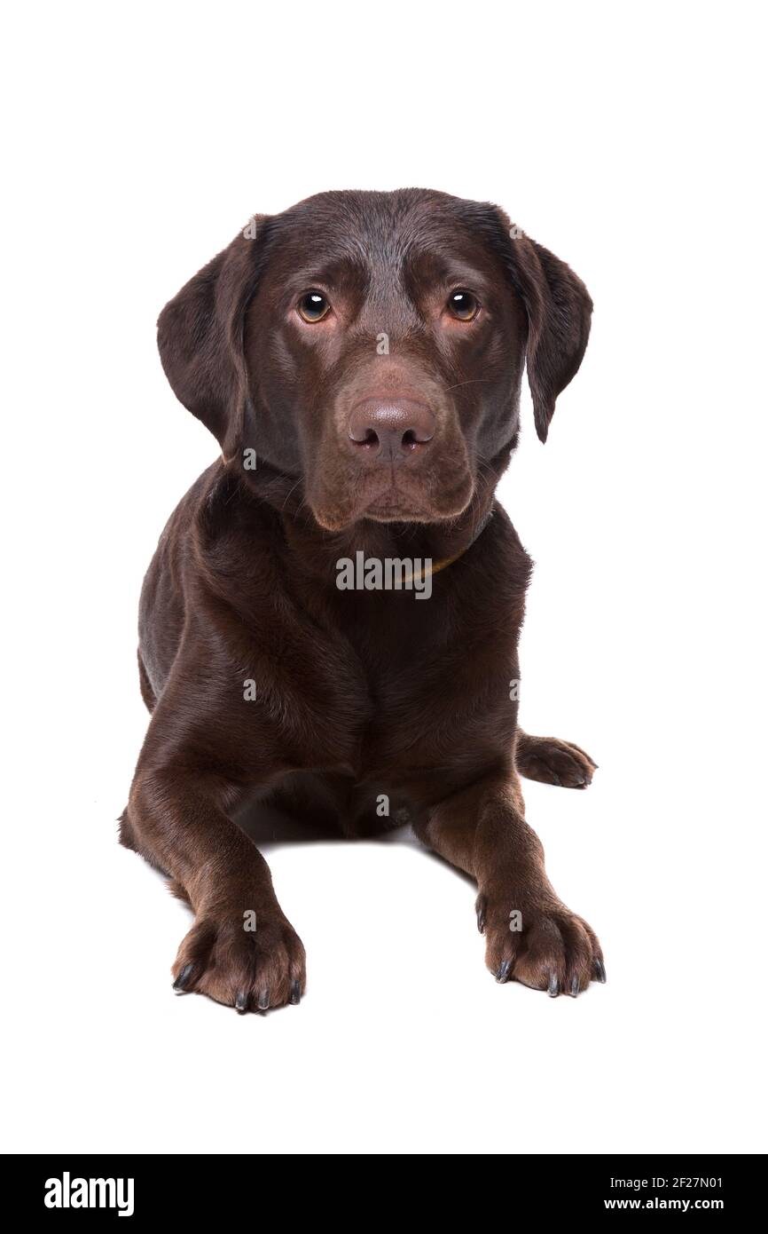 Chocolate labrador white background hi-res stock photography and images ...