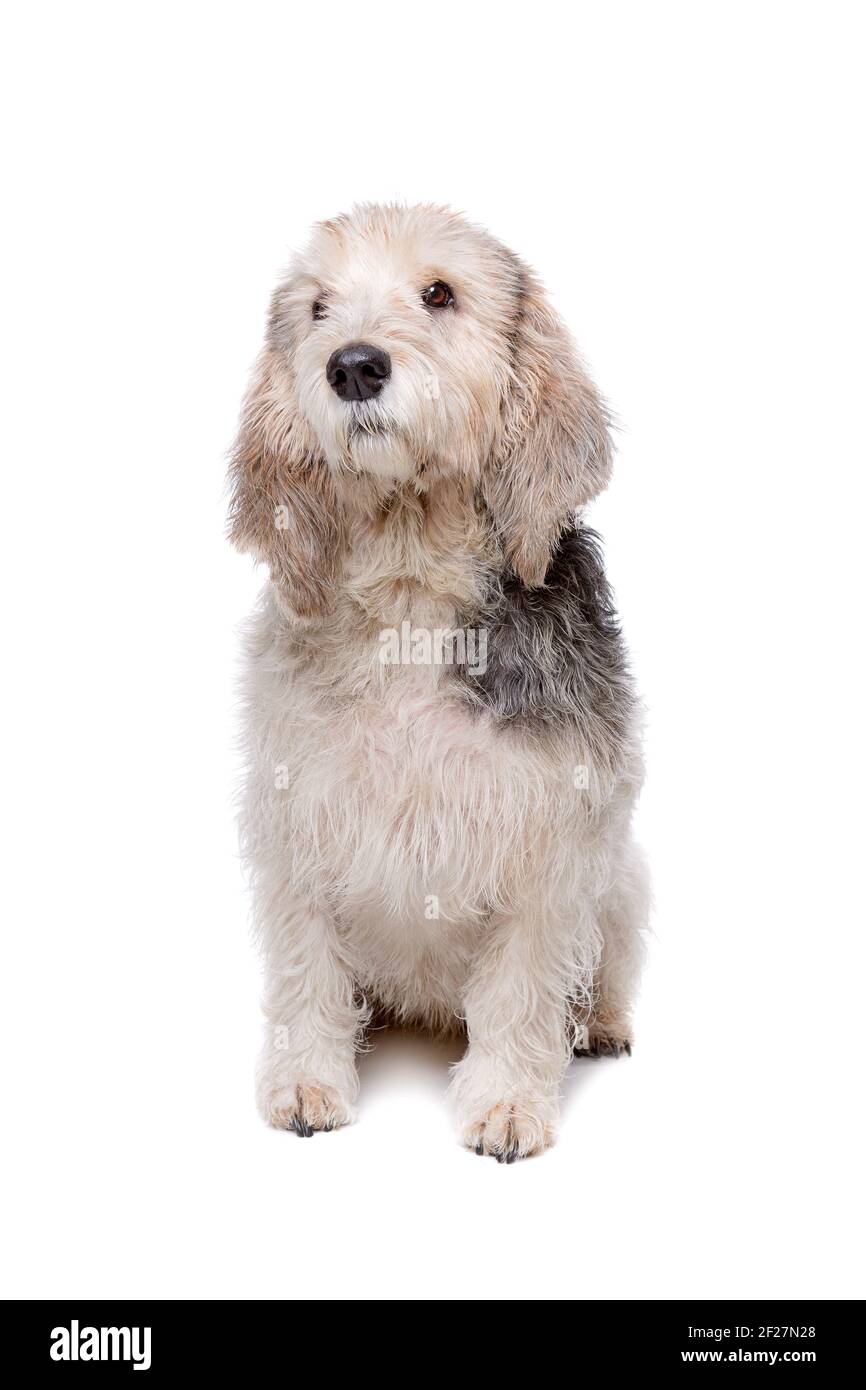 Basset Griffon VendÃ©en Stock Photo - Alamy