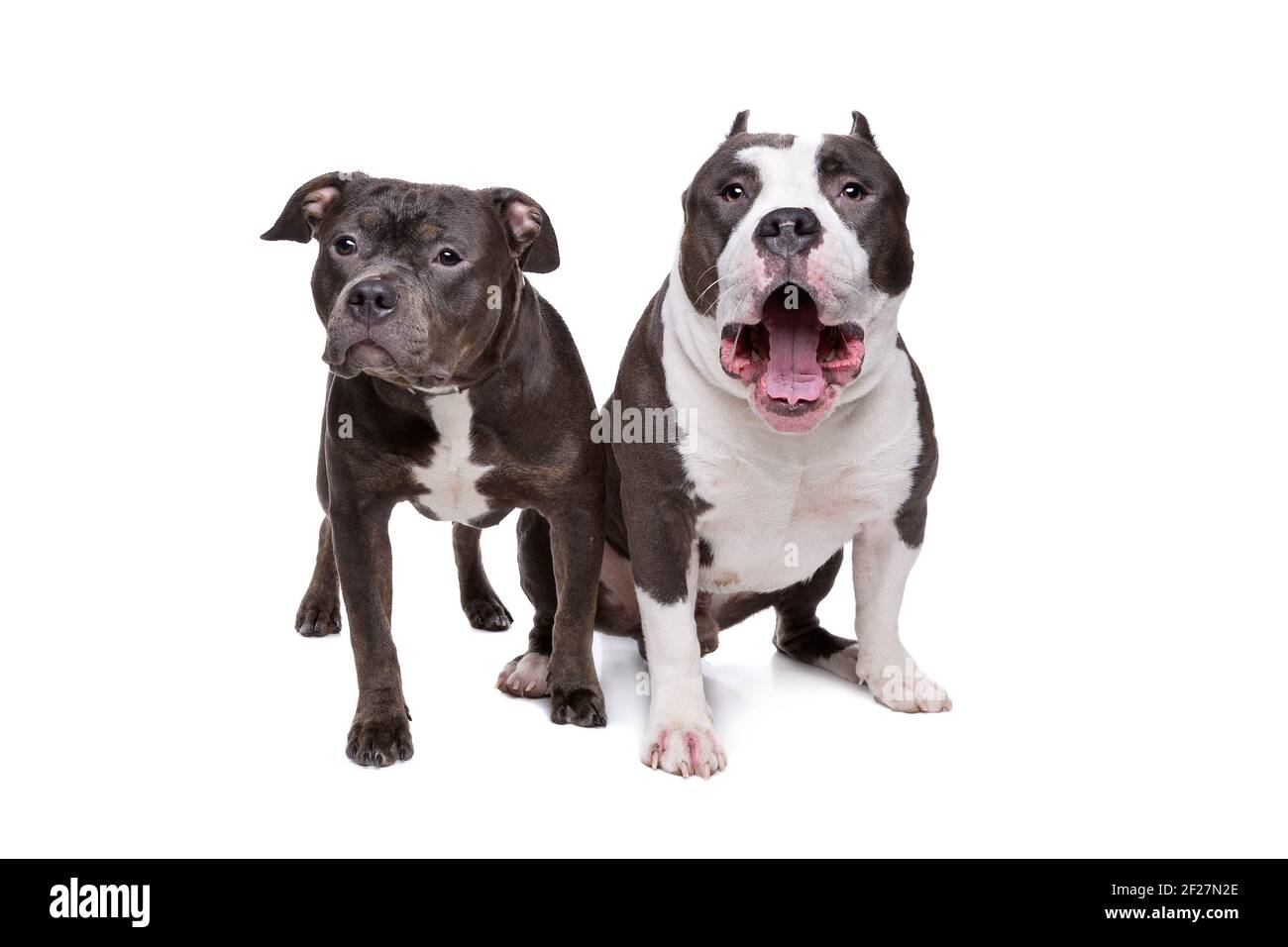 Two pit bull dogs Stock Photo - Alamy