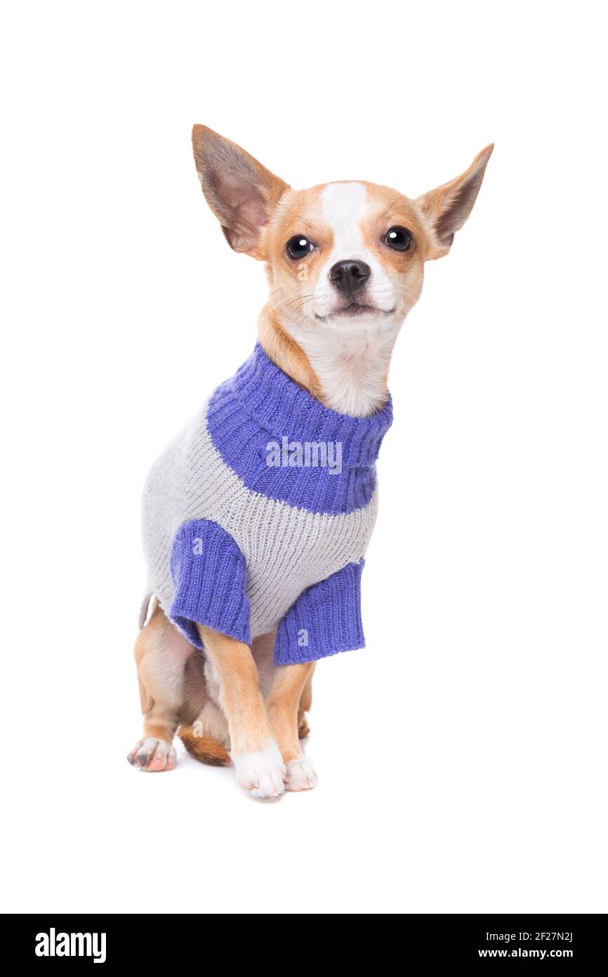 Short haired chihuahua Stock Photo - Alamy