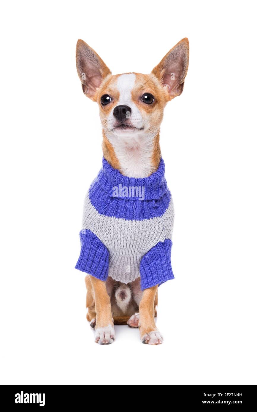 Short haired chihuahua Stock Photo - Alamy