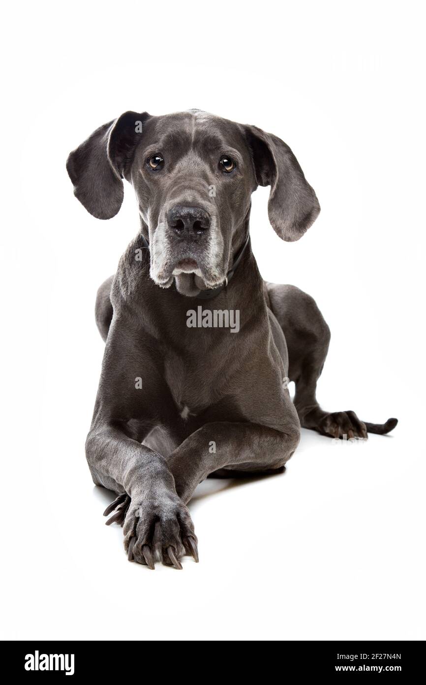 Purebred great dane on Cut Out Stock Images & Pictures - Alamy