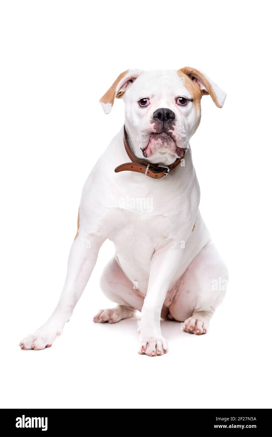 Purebred American Bulldog