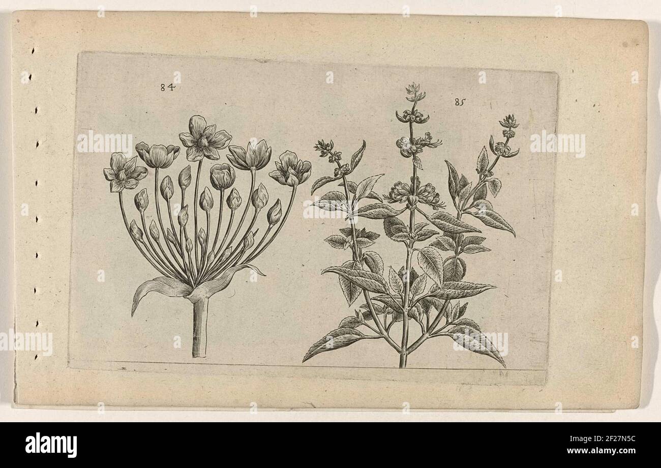 Zwanenbloem en kleinbloemige salie; Cognoscite lilia.Swans flower ...