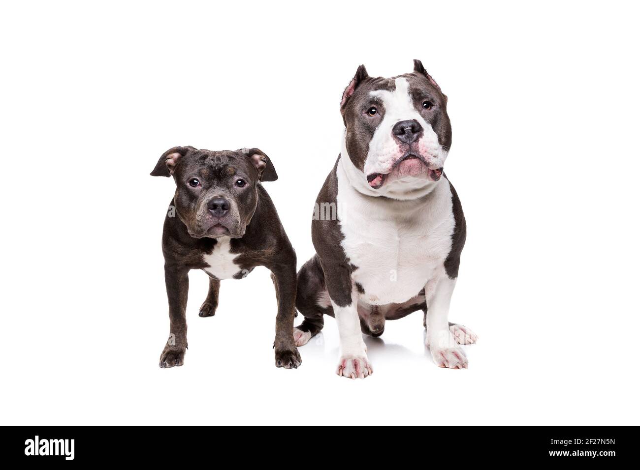 Two pit bull dogs Stock Photo - Alamy