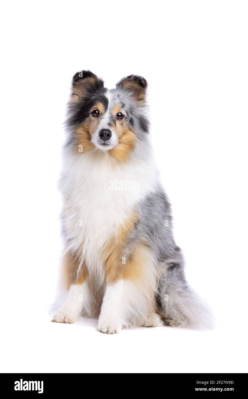 Old Shetland Sheepdog Stock Photo - Alamy
