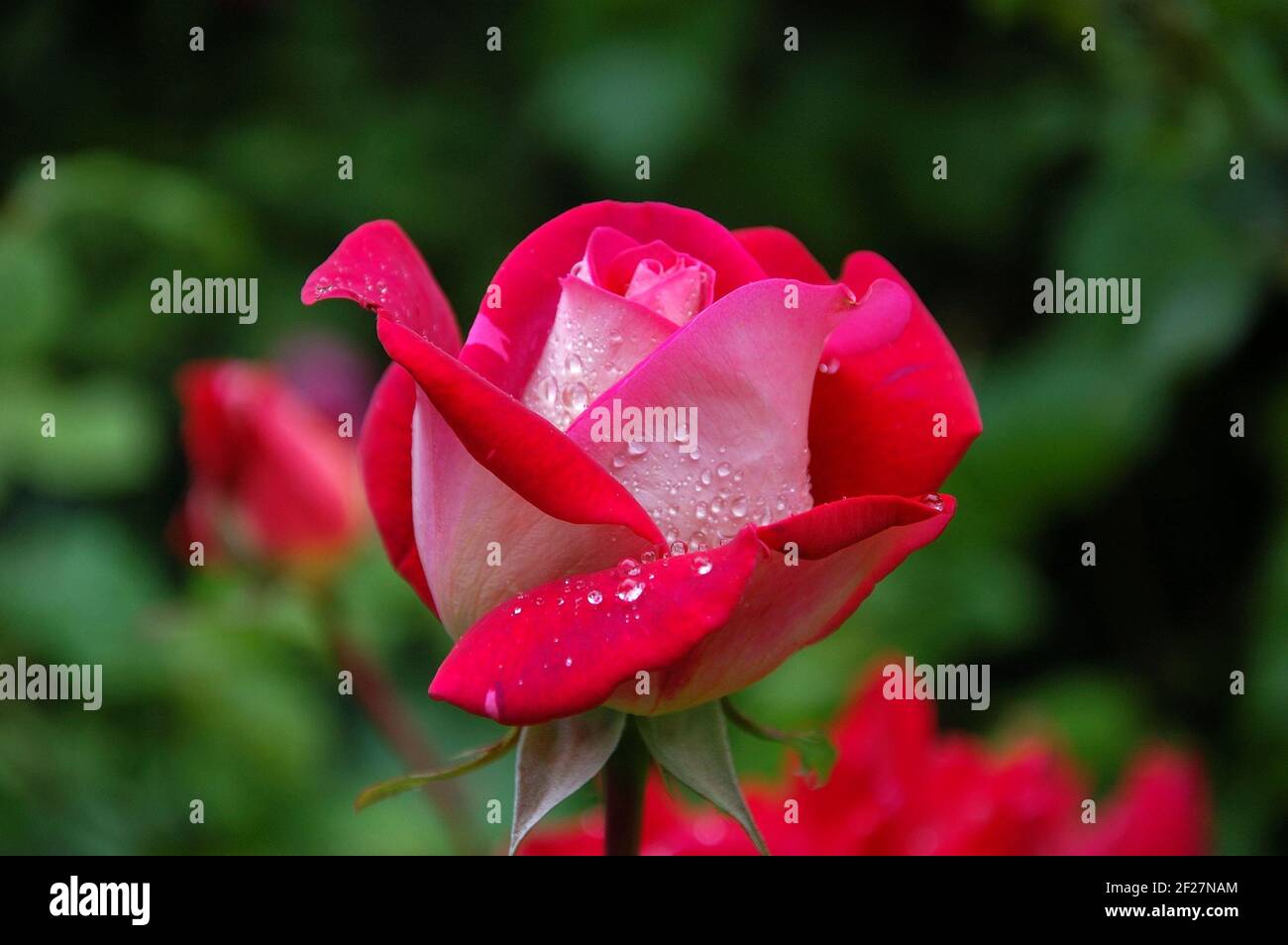 Rosesplant hi-res stock photography and images - Alamy