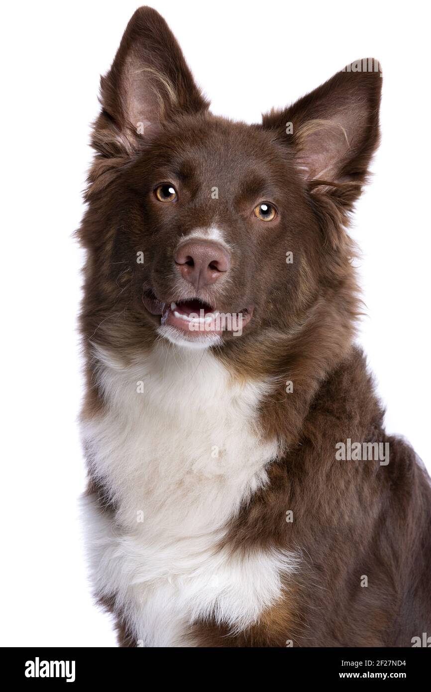 Red Miniature American Shepherd dog Stock Photo - Alamy