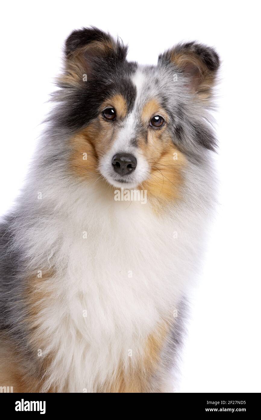 Blue merle shetland sheepdog hi-res stock photography and images - Alamy