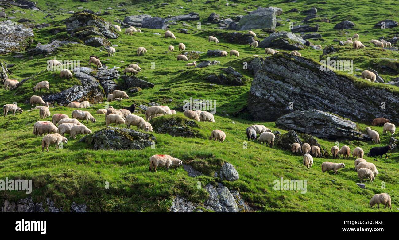 Flock of sheep grazing at high altitude in mountains Stock Photo - Alamy