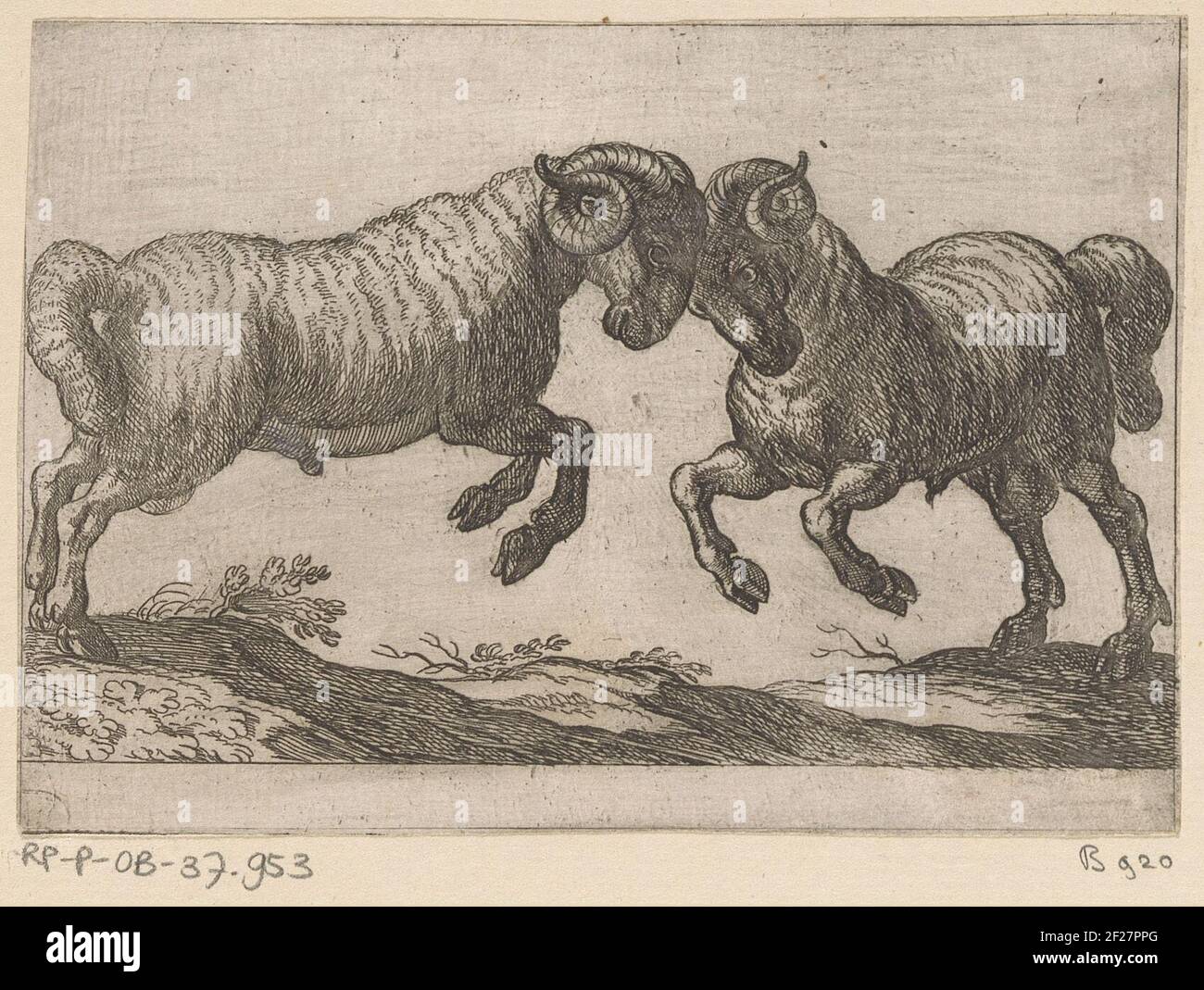 Two fighting rams; Fighting animals Stock Photo - Alamy