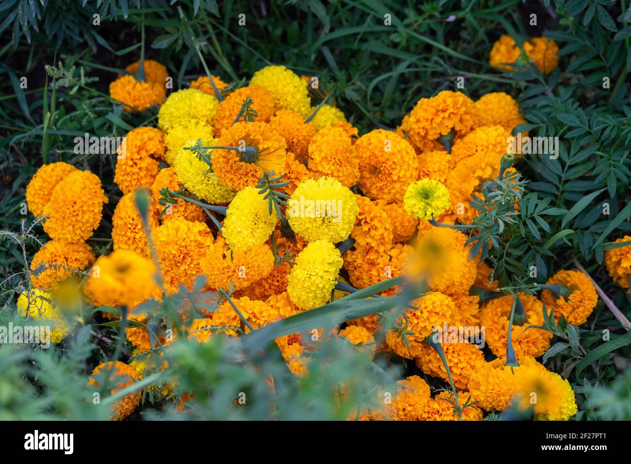 Marigold flower plantation in rural Bali Stock Photo - Alamy