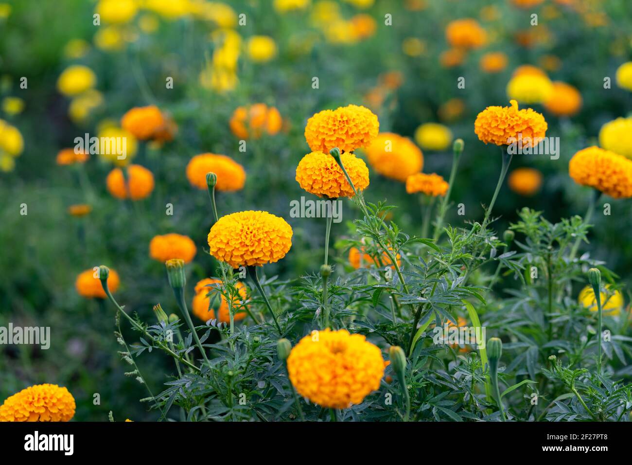 Marigold bali orange hi-res stock photography and images - Alamy