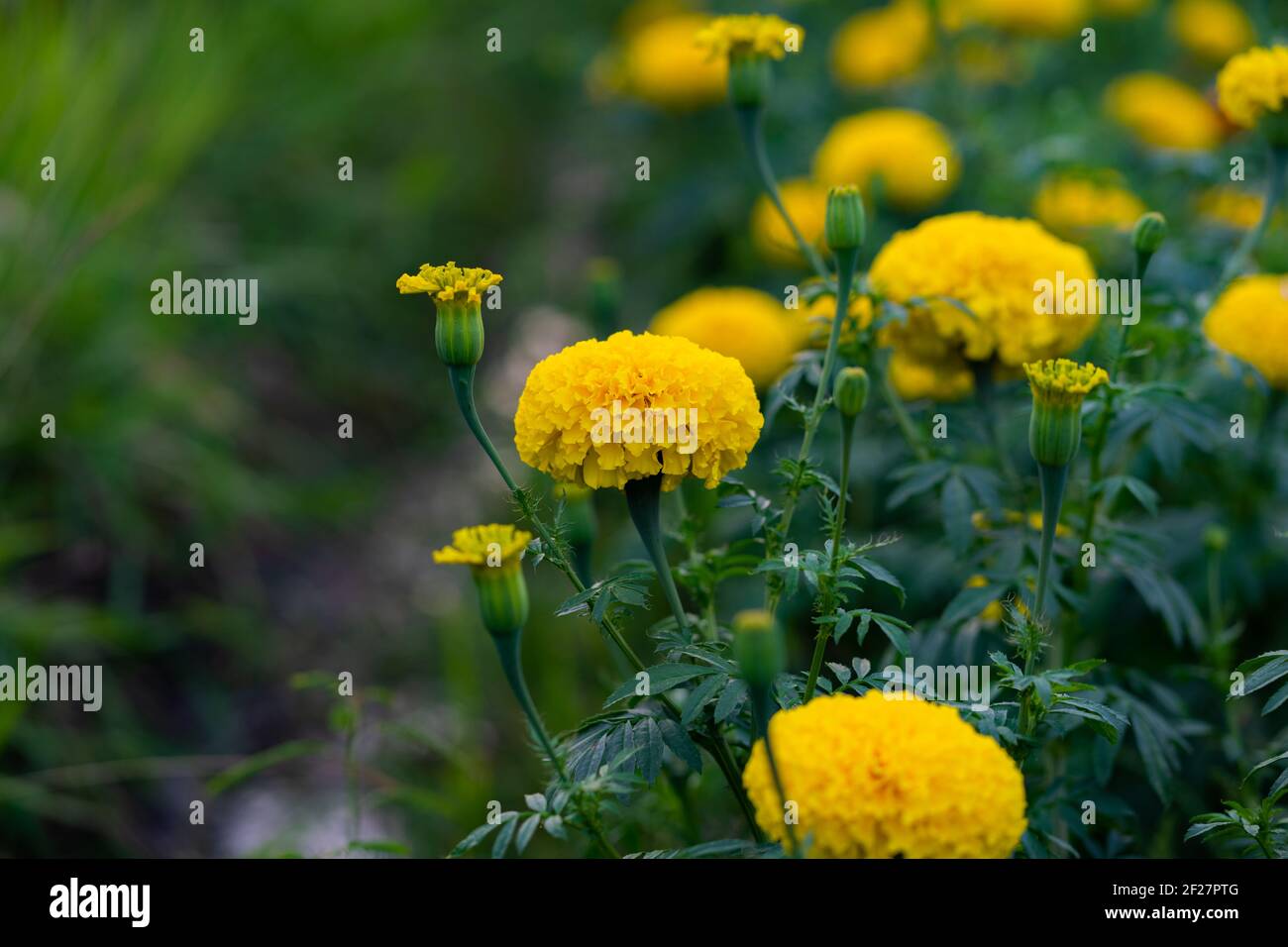 Marigold bali orange hi-res stock photography and images - Alamy